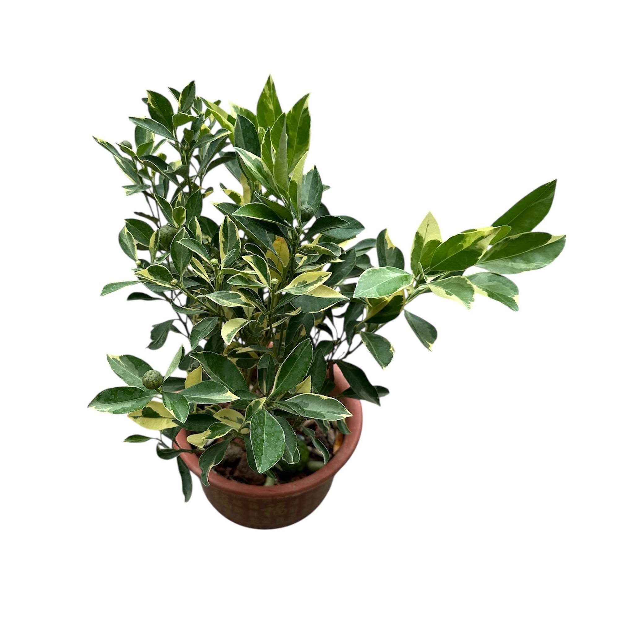 Citrus Aurantiifolia Variegated (Variegated Lime)