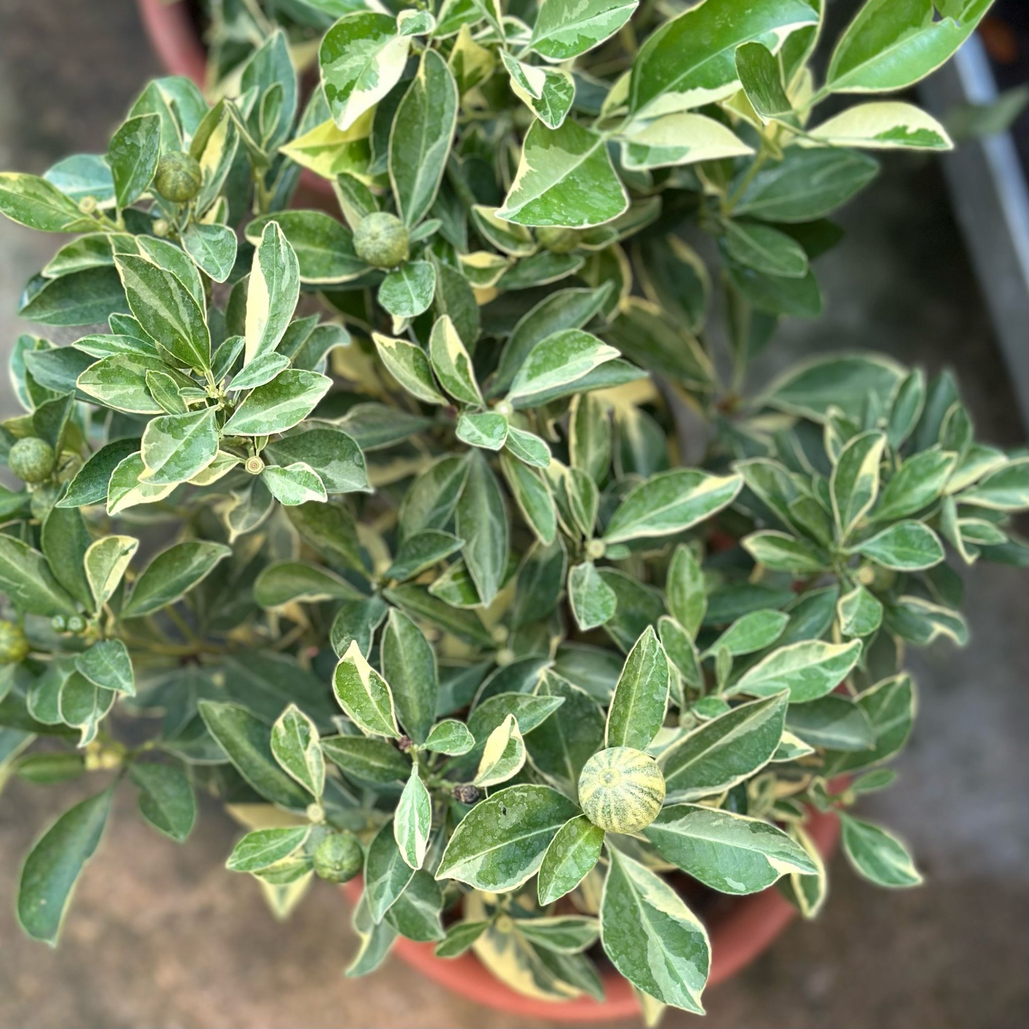 Citrus Aurantiifolia Variegated (Variegated Lime)