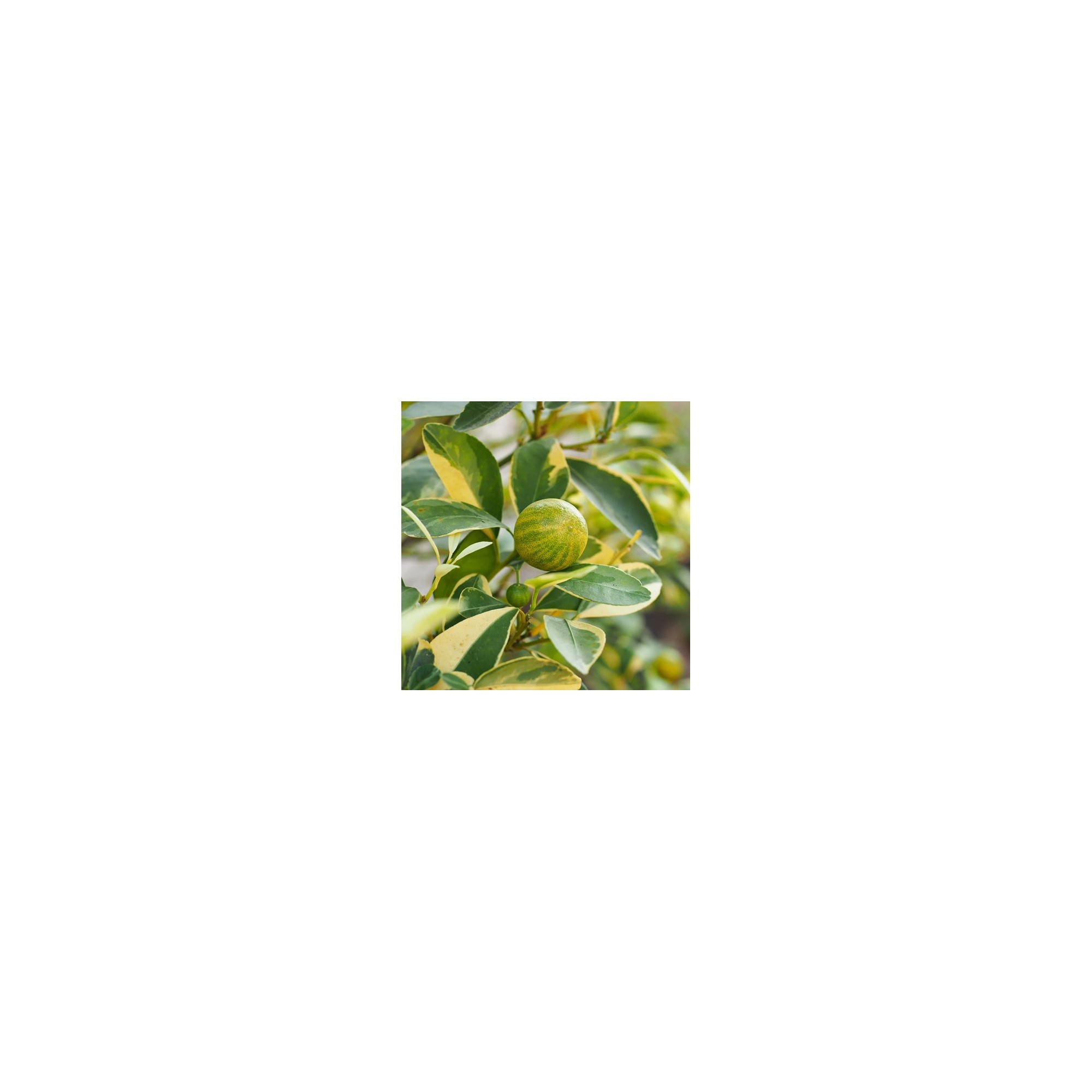 Citrus Aurantiifolia Variegated (Variegated Lime)